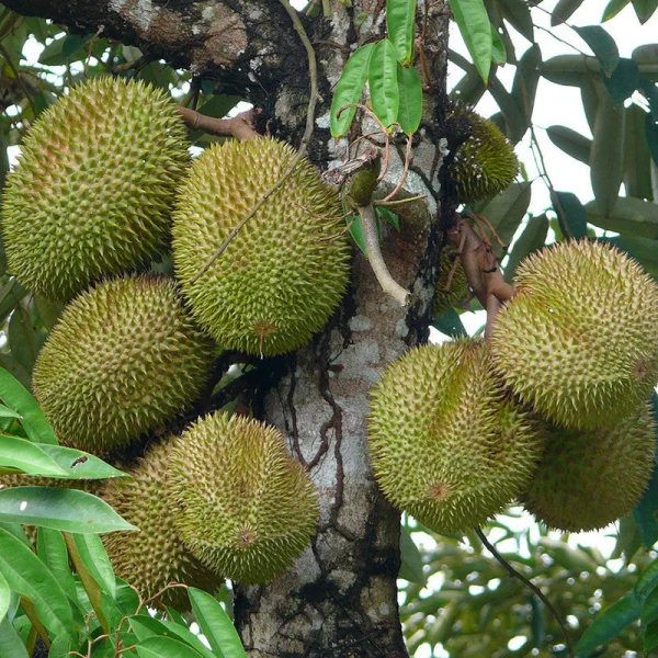 Durian Plant - Plant Nepal