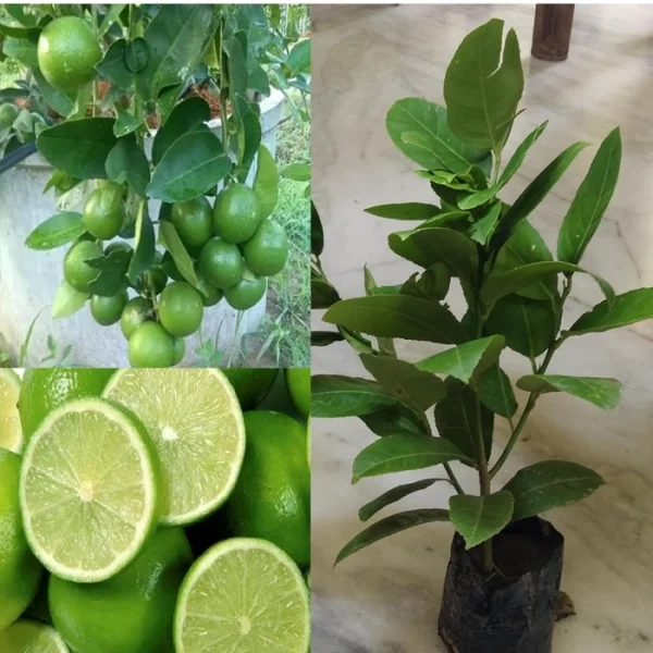Seedless Lemon Plant - Plant Nepal