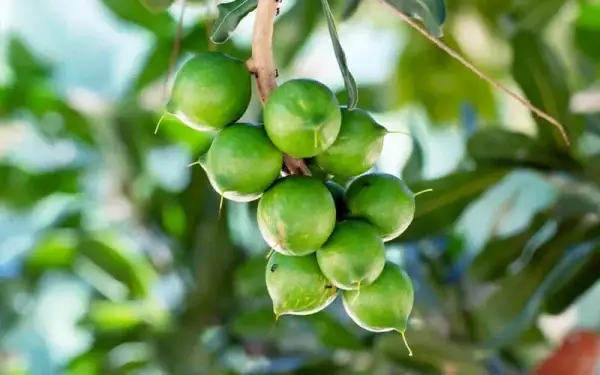 Macadamia Nut Plant - Plant Nepal
