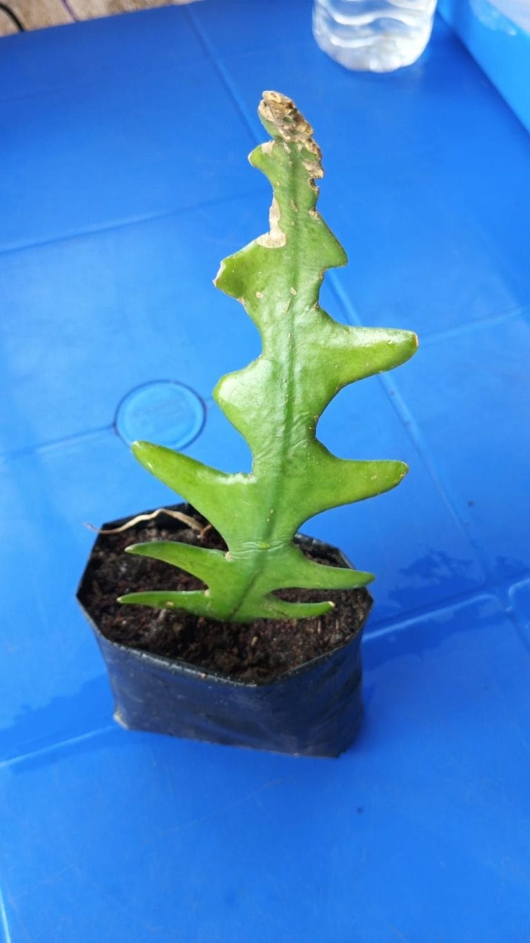 Fishbone Cactus – 5 Incredible Tips to Make It Flourish - Plant Nepal