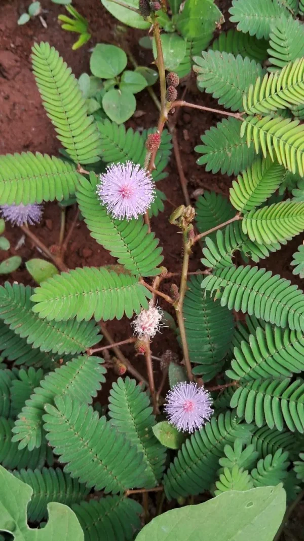 Touch Me Not Plant – 7 Amazing Benefits You’ll Love - Plant Nepal